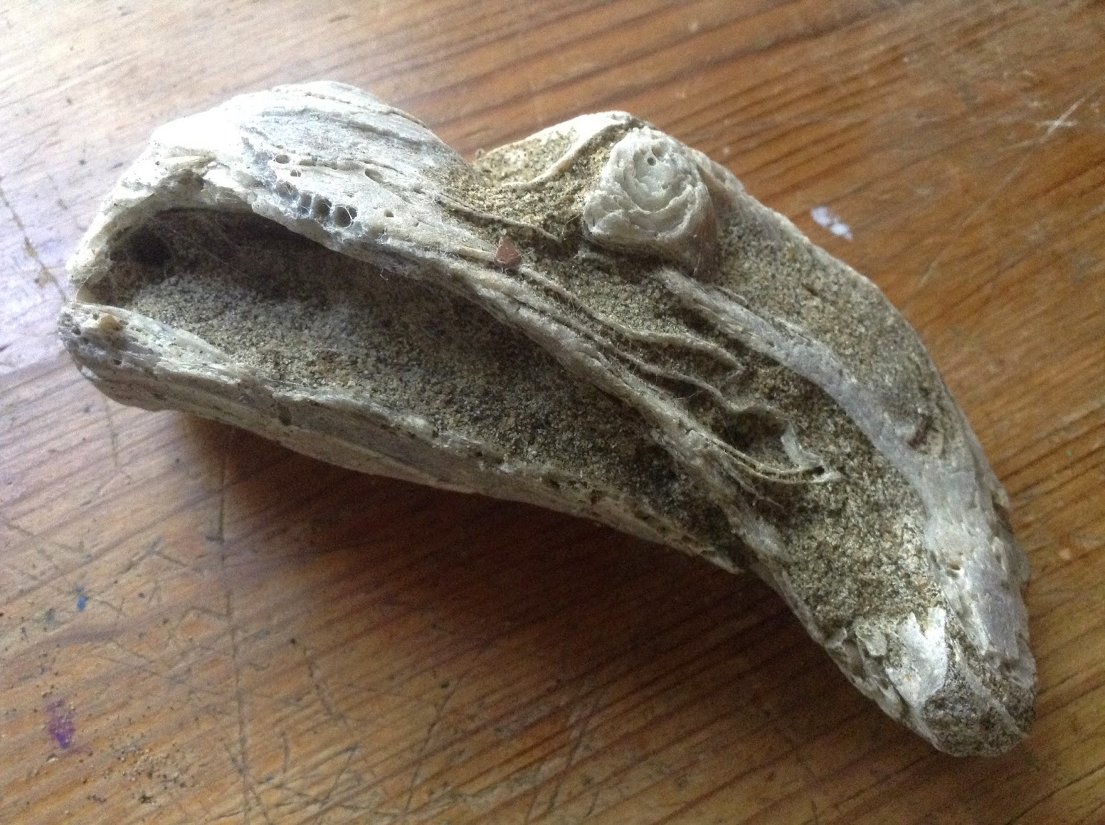 The Collector of Fossils: A Couple of Cretaceous Oysters